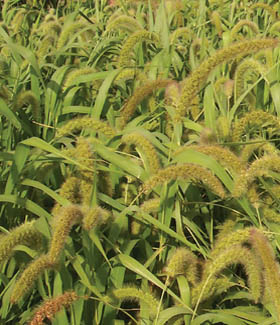 Momento óptimo para hacer rollos con las mohas – Producir XXI